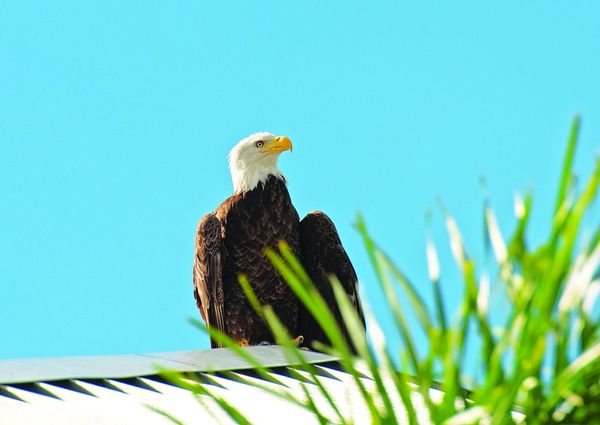 Wild encounter - Pineisland Eagle